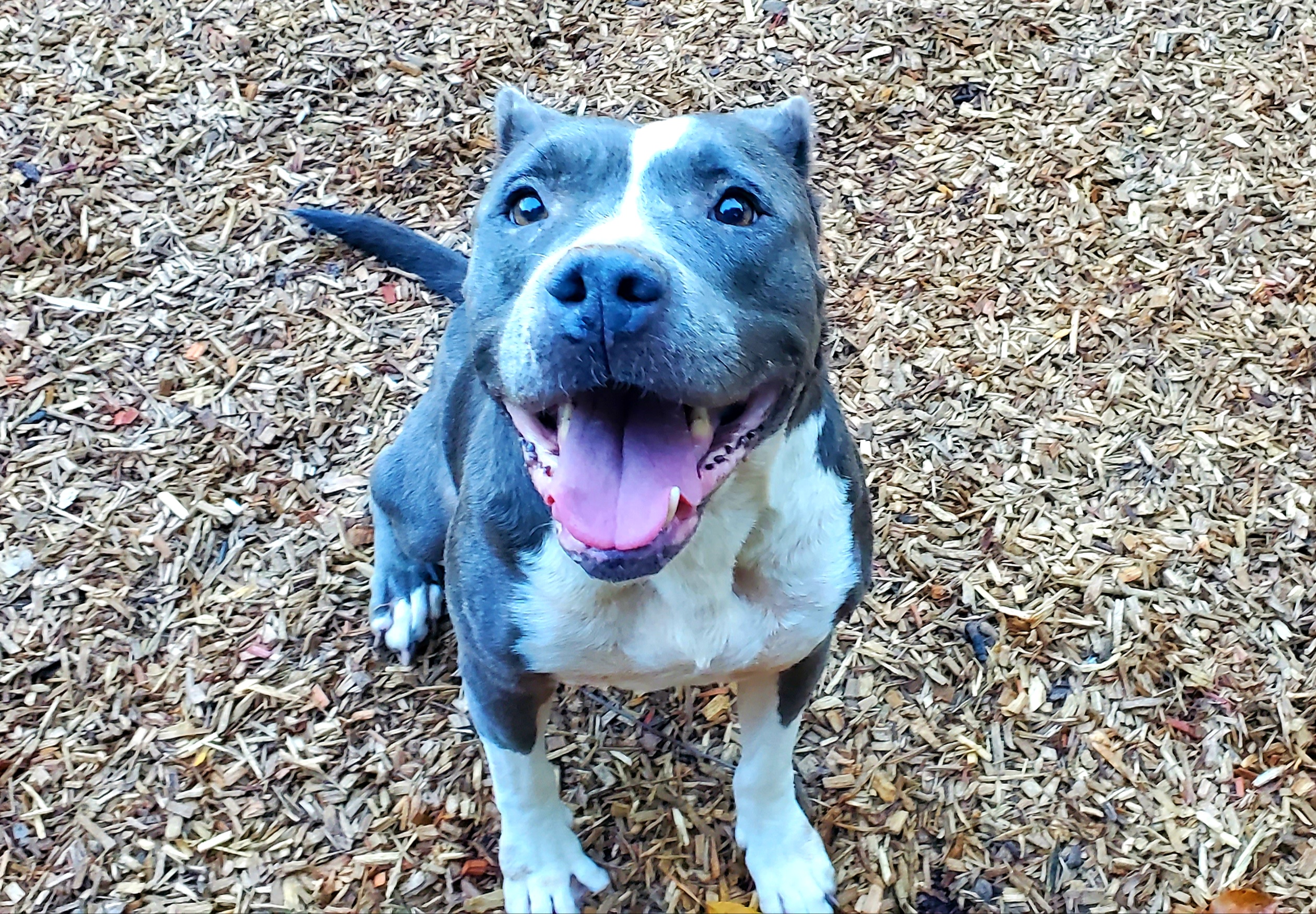 Subaru Loves Pets: Featured Dogs Of The Week From CMPD Animal Care And ...