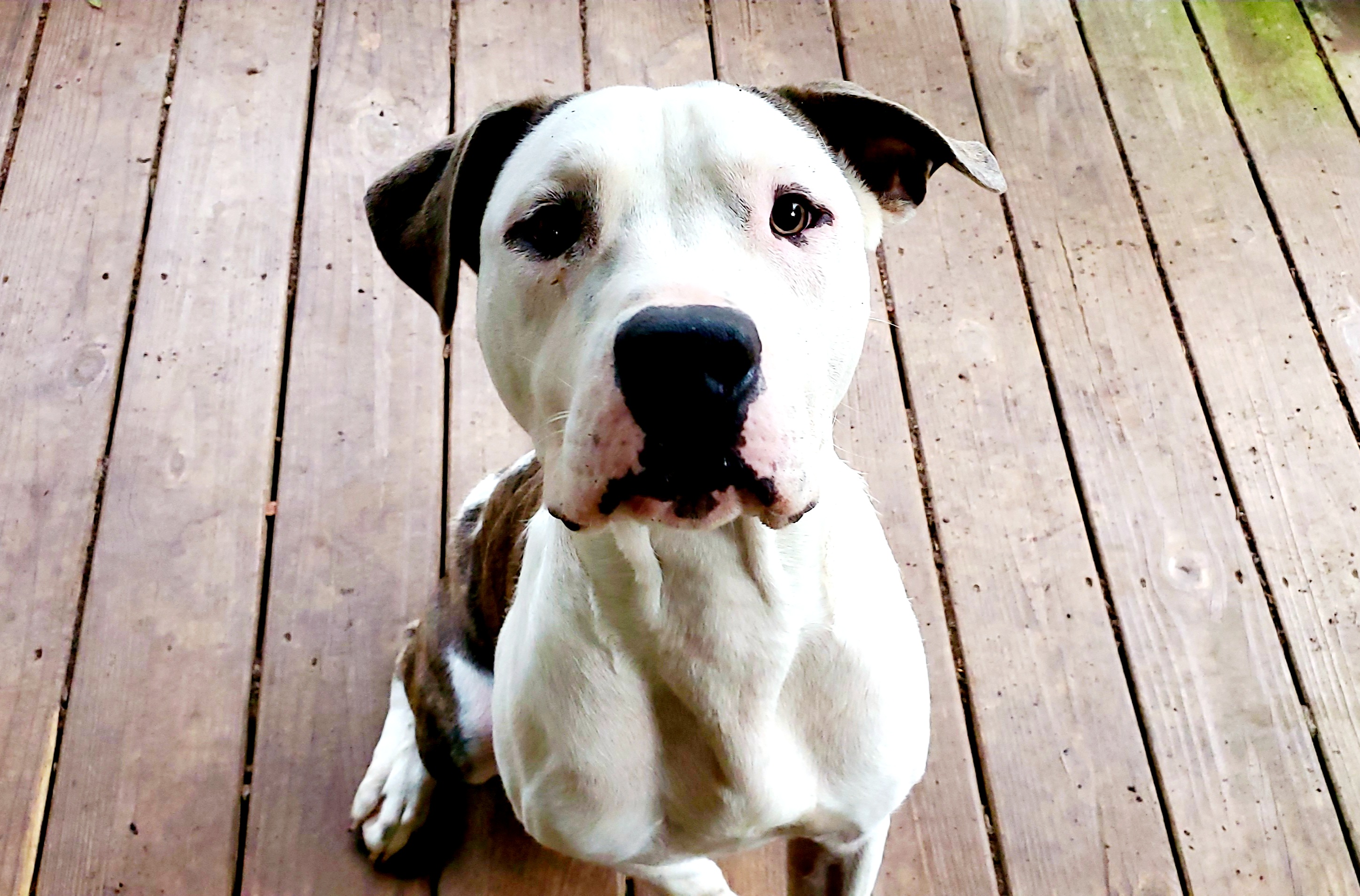 Subaru Loves Pets: Featured Dogs Of The Week From CMPD Animal Care And ...