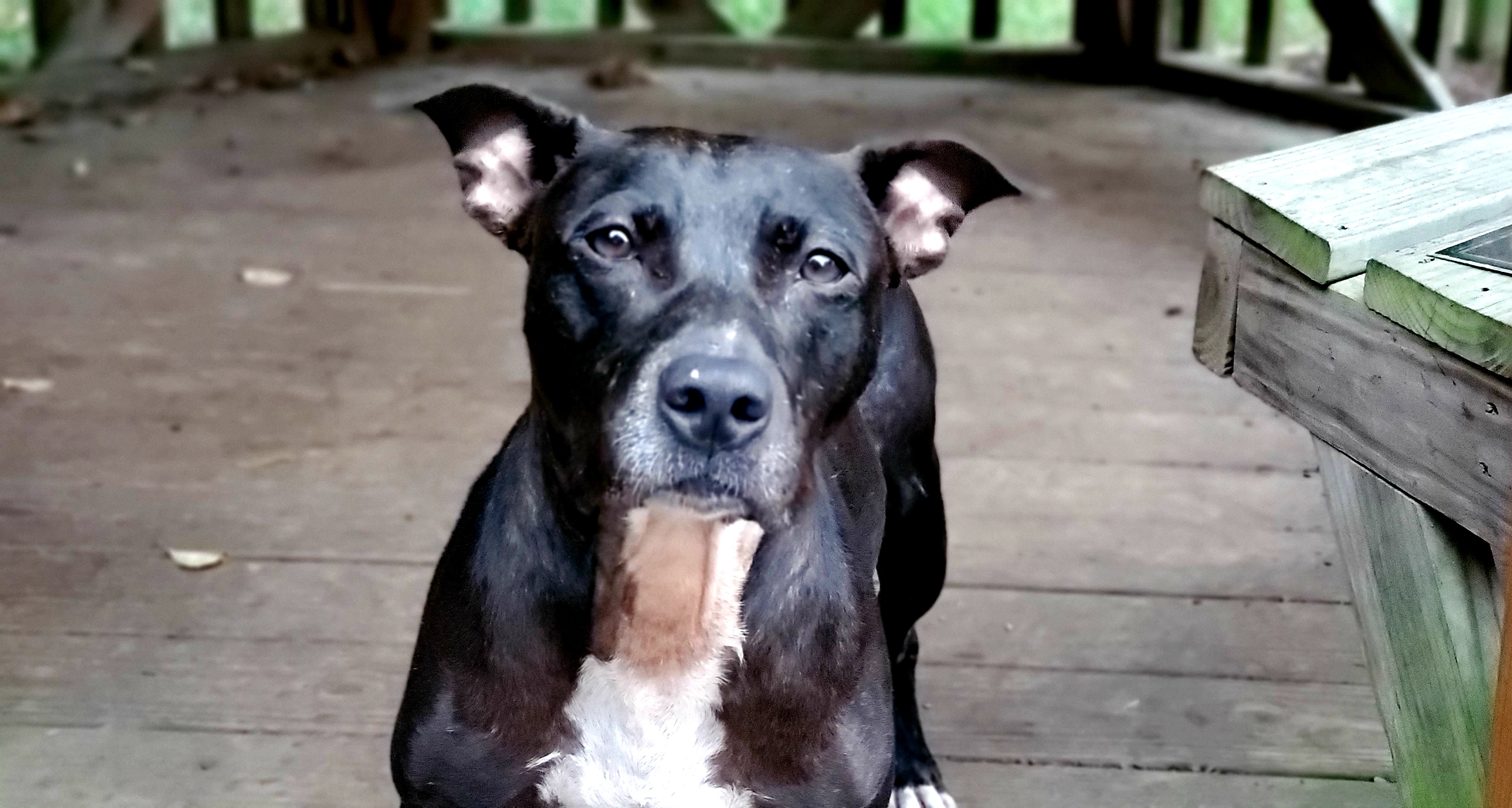 Jessica - CMPD Animal Care and Control - WCCB Charlotte's CW