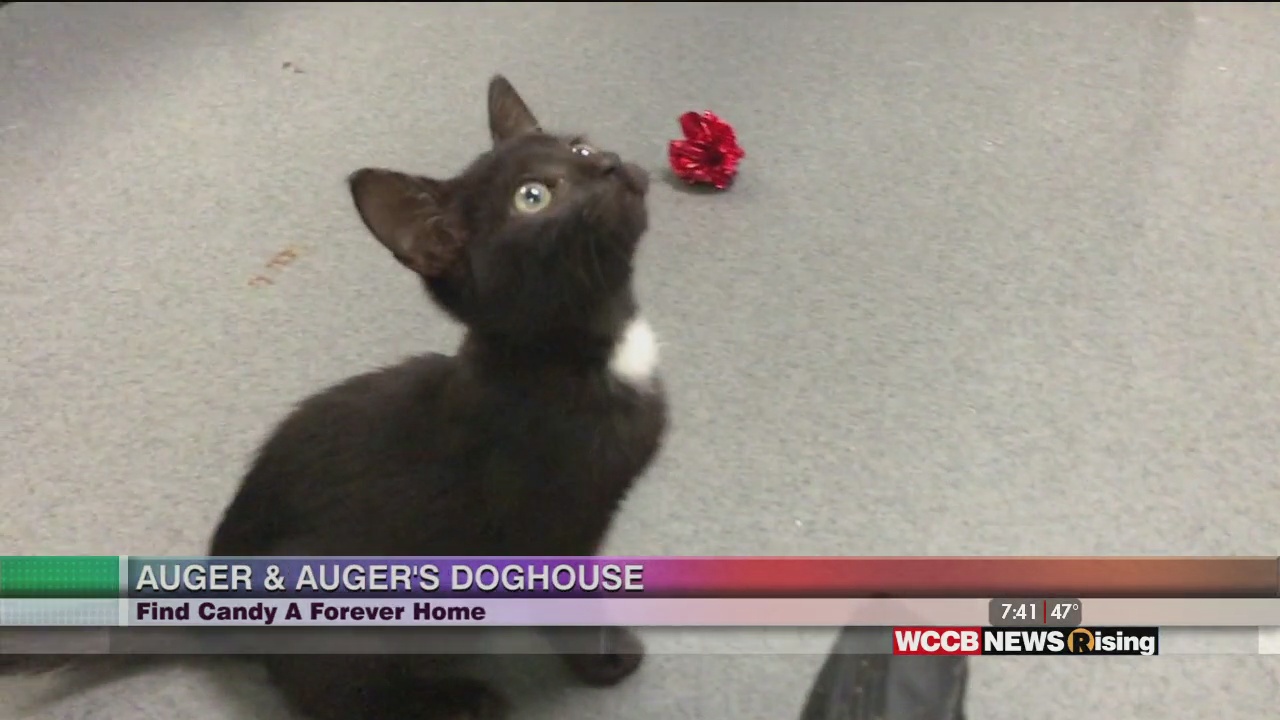 Auger & Auger's Doghouse: Meet Candy The Kitten! - WCCB Charlotte's CW