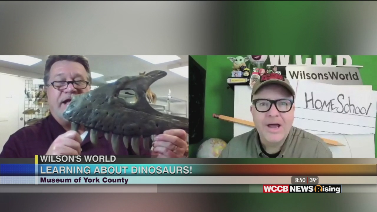 Wilson's World Homeschool: It's All About Dinosaurs Today at the Museum ...