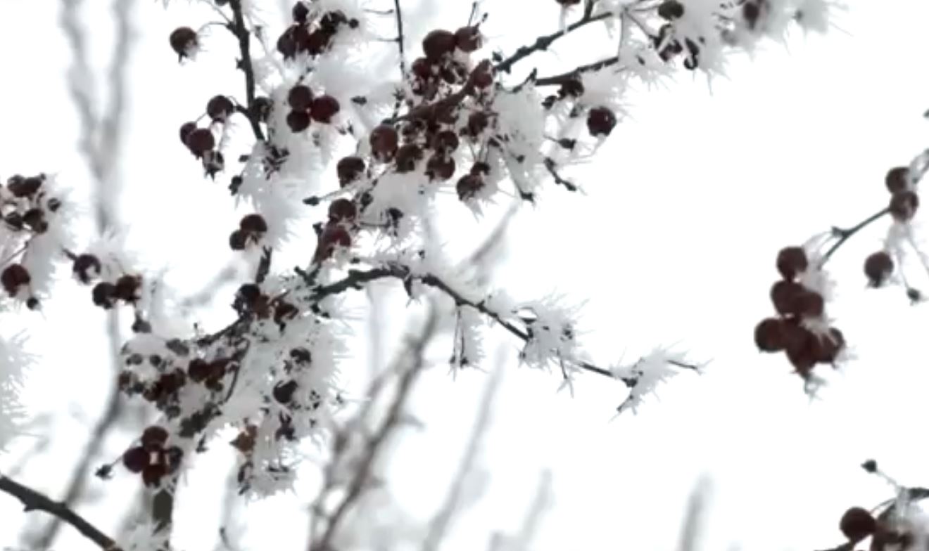 Freezing Fog Is In The Forecast. What Is It? - WCCB Charlotte's CW