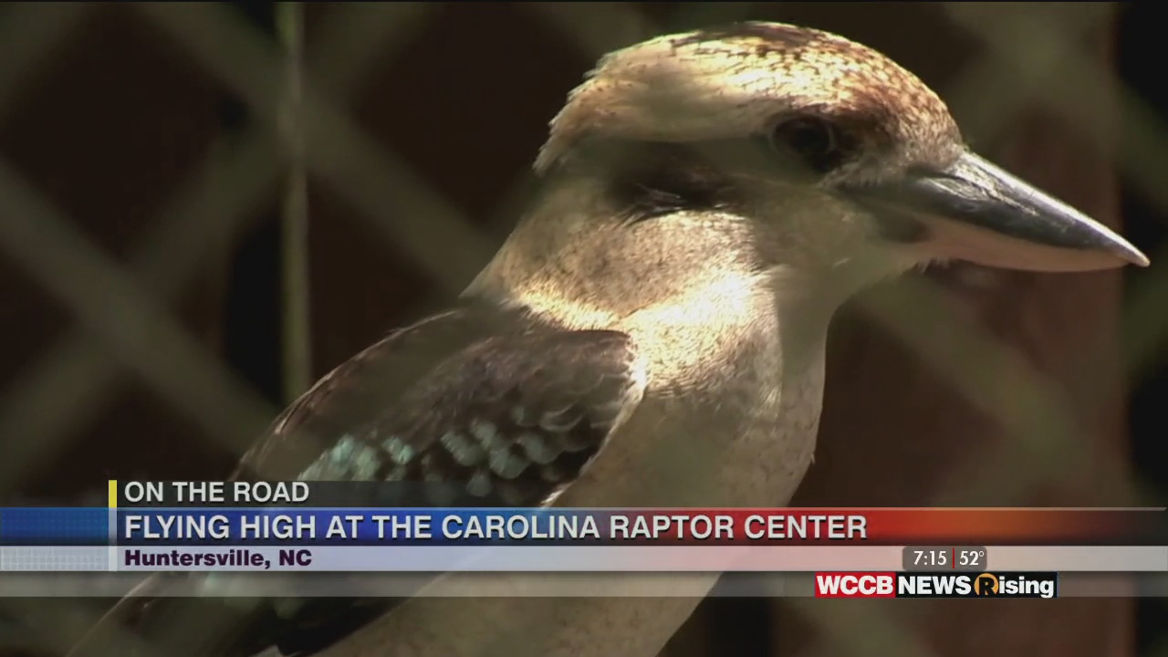 On the Road with James: Carolina Raptor Center - WCCB Charlotte
