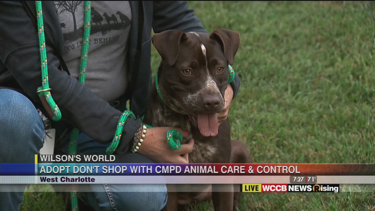 Wilson's World: Dogs in Need of a Home at CMPD Animal Care & Control ...