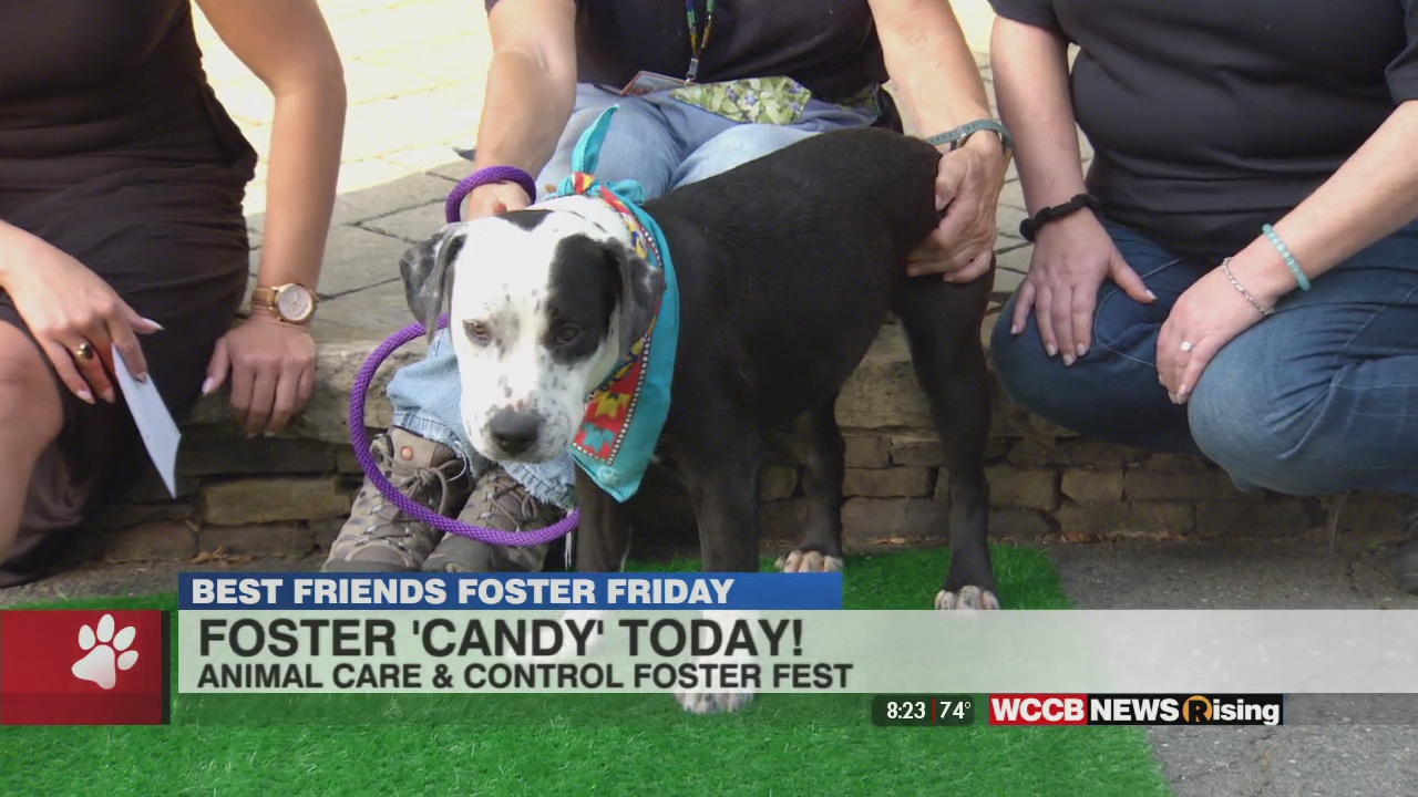 Foster Friday: Give Candy A Loving Home - WCCB Charlotte's CW