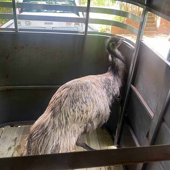 Kevin The Emu 2 - WCCB Charlotte's CW