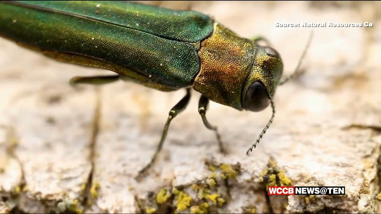 Invasive Insect Threatens Trees in Carolinas - WCCB Charlotte