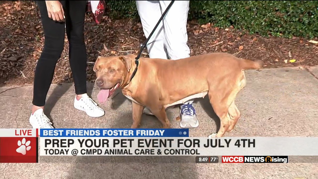 Foster Friday + Prep Your Pet Day At CMPD Animal Care & Control - WCCB ...