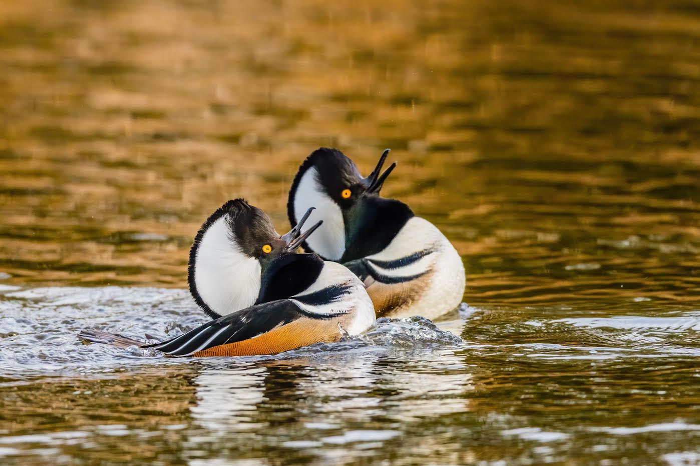 Winner Of The 2021-22 "Wildlife In North Carolina" Photo Contest ...