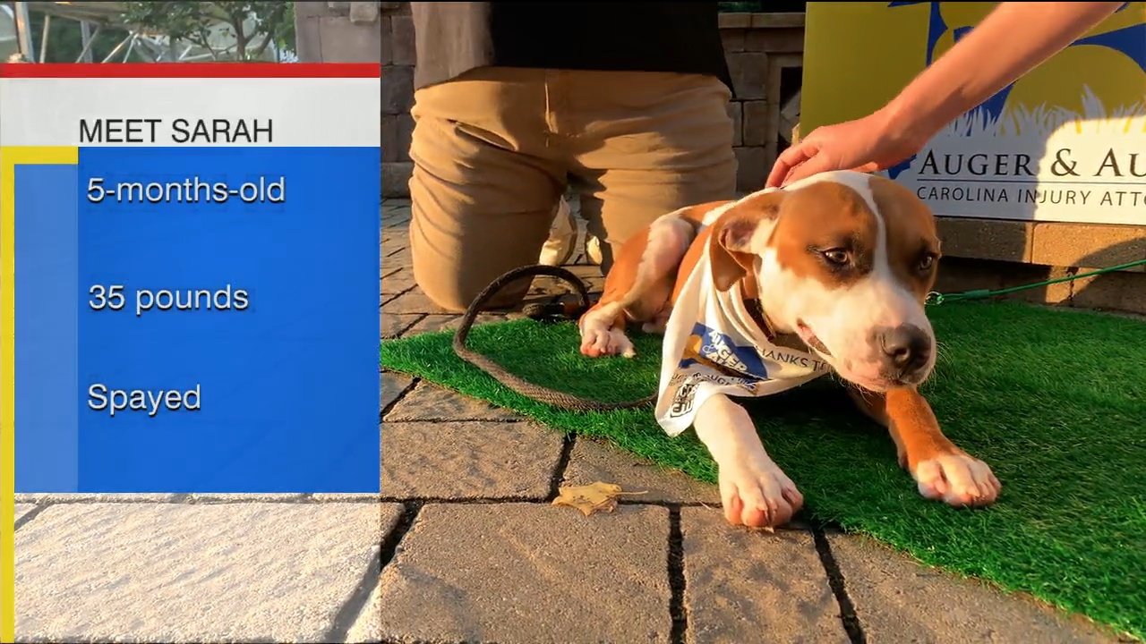 Auger & Auger's Doghouse: Meet Sarah! - WCCB Charlotte