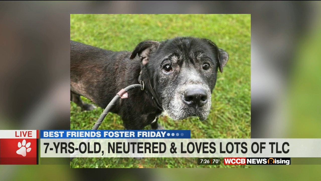 Foster Friday: Meet Raleigh! - WCCB Charlotte