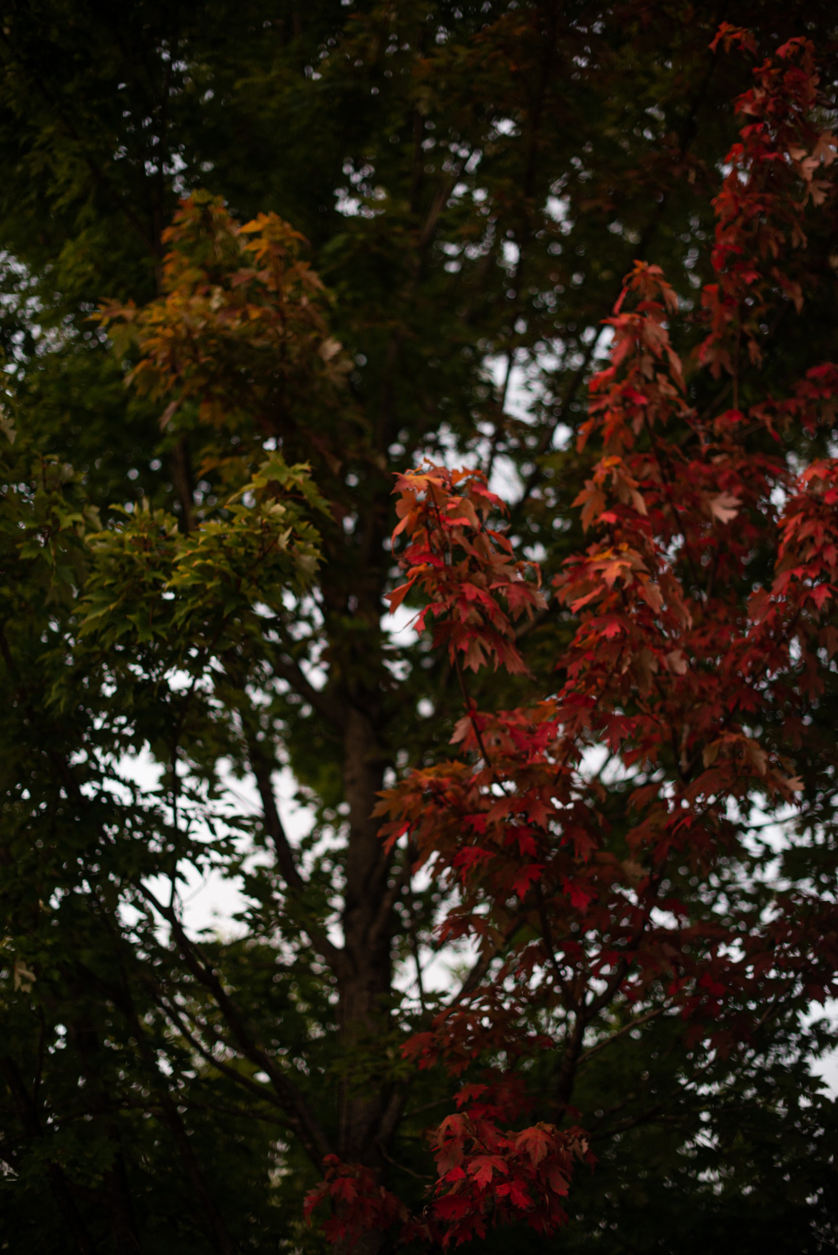 September 22nd Marks The First Day Of Fall - WCCB Charlotte