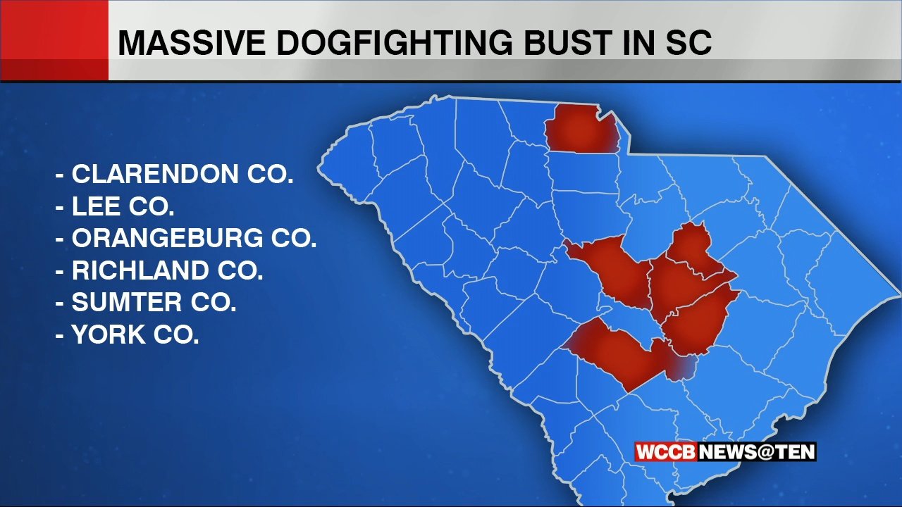 305 Dogs Rescued In Massive Dog Fighting Bust Across SC - WCCB Charlotte