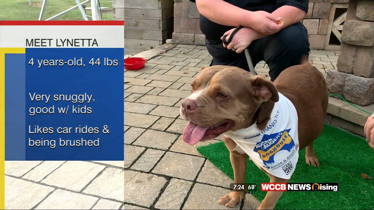 Auger & Auger's Doghouse: Meet Lynetta! - WCCB Charlotte's CW