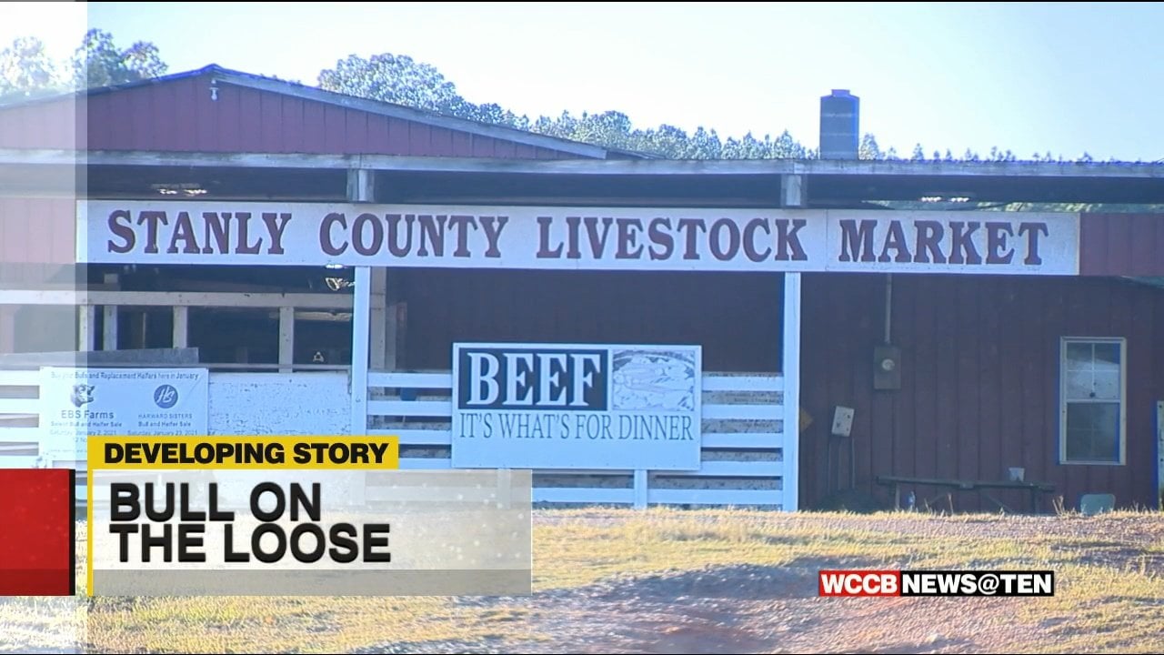 No Bull! Stanly County Residents React To 'Aggressive' 700 Pound Rodeo ...