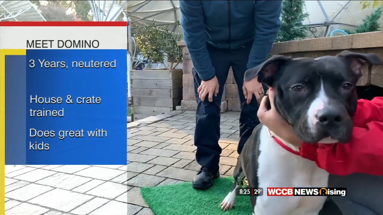 Foster Friday: Help Find Domino A Loving Home - WCCB Charlotte's CW