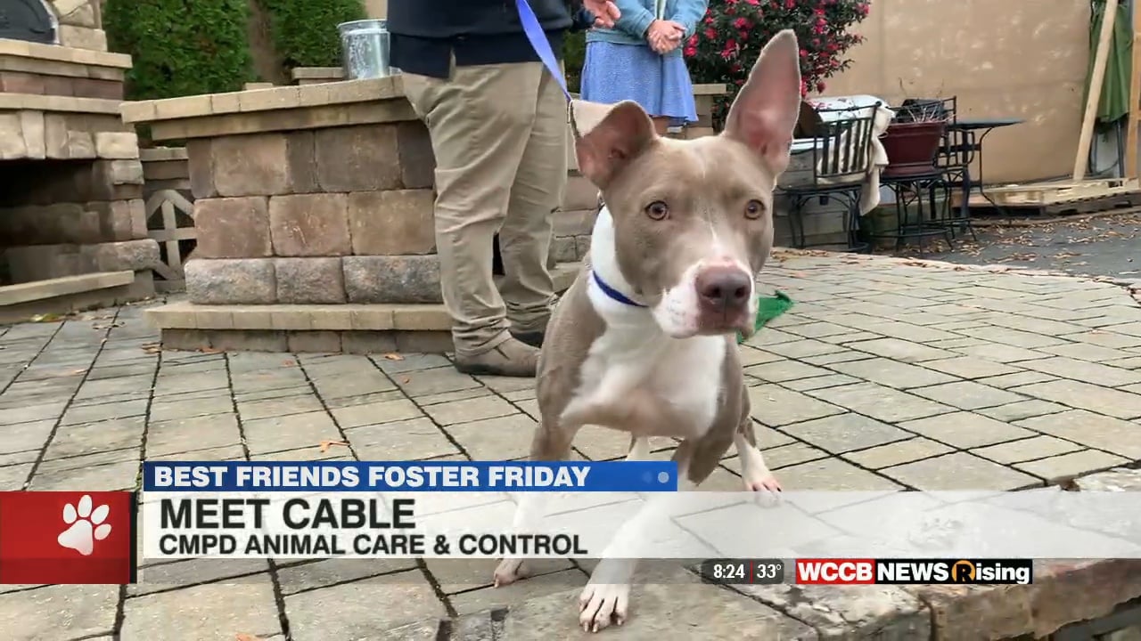 Foster Friday: Help Find Cable A Home - WCCB Charlotte