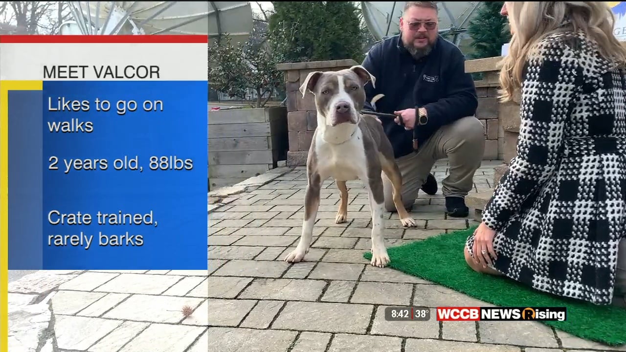 Auger & Auger's Doghouse: Meet Valcor! - WCCB Charlotte