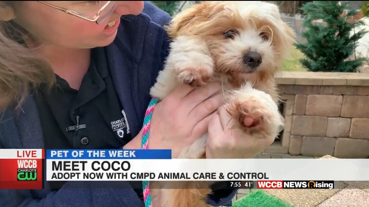 Pet Of The Week: Meet Coco! - WCCB Charlotte