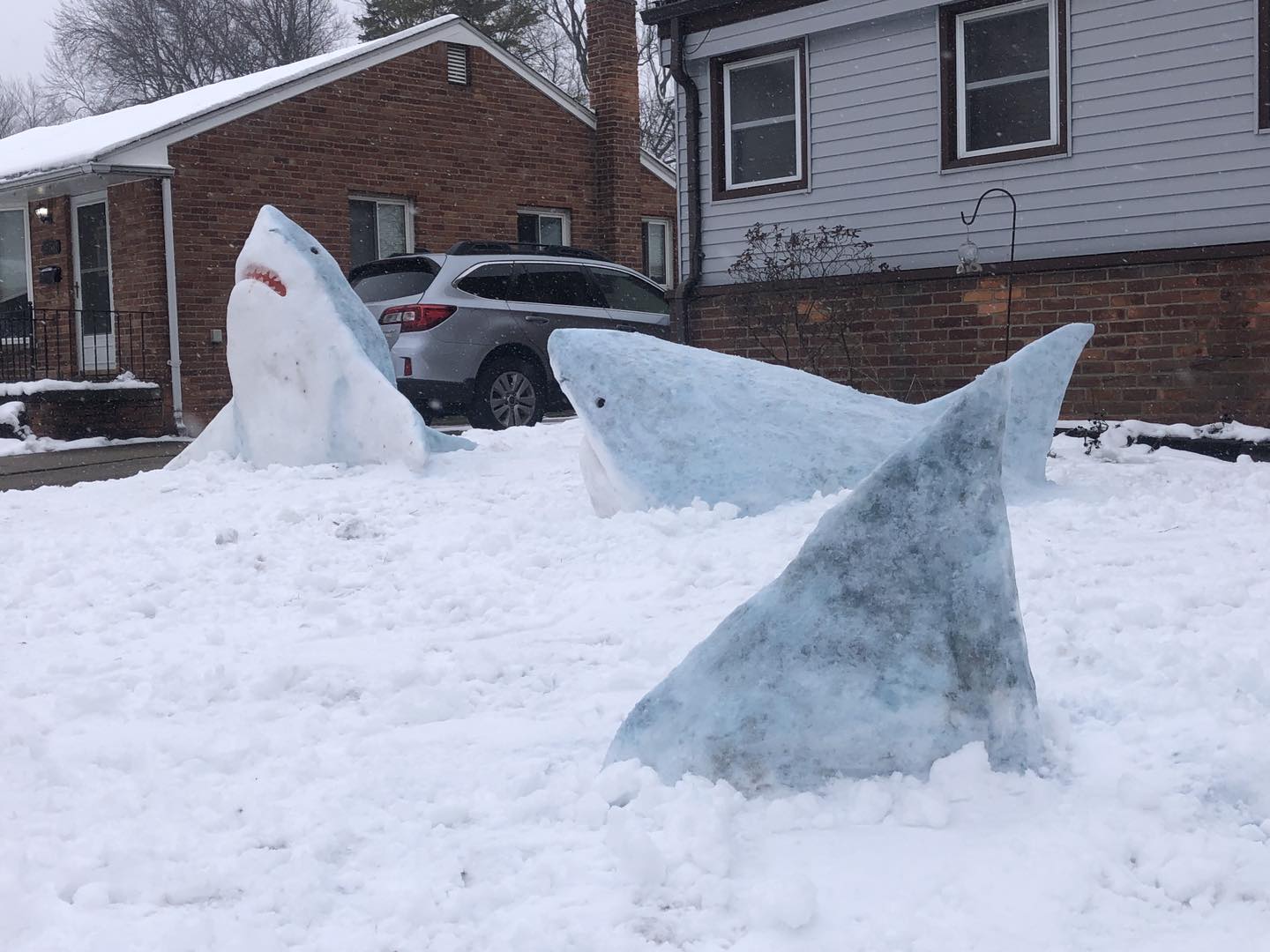 Michigan Art Teacher Creates Snow Sharks In Her Front Yard - WCCB ...