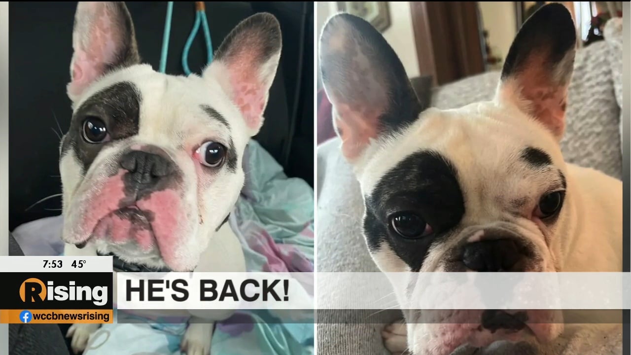 "Demon Dog" Gets Returned To Animal Shelter - WCCB Charlotte