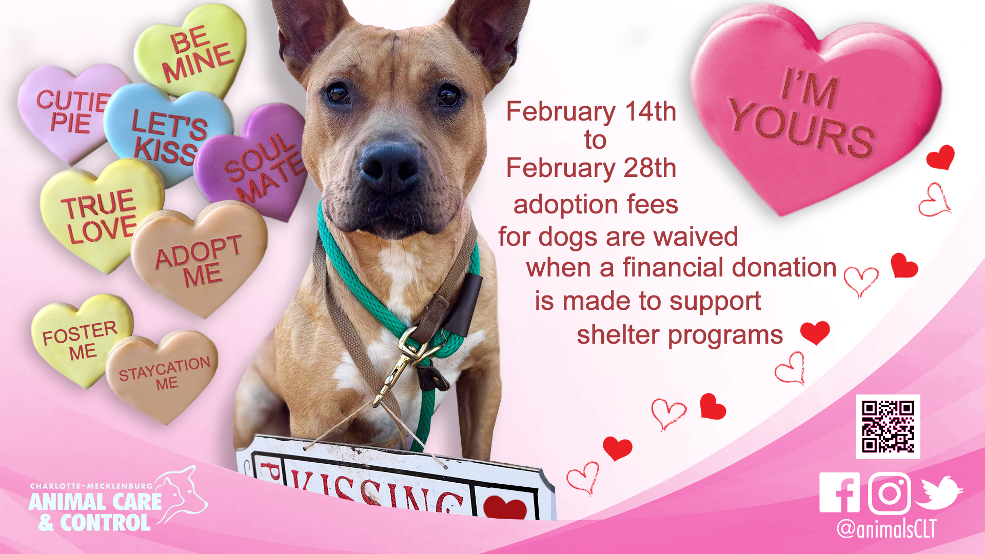 CM_ACC_Valentines Adoption Special through Feb 28 - WCCB Charlotte