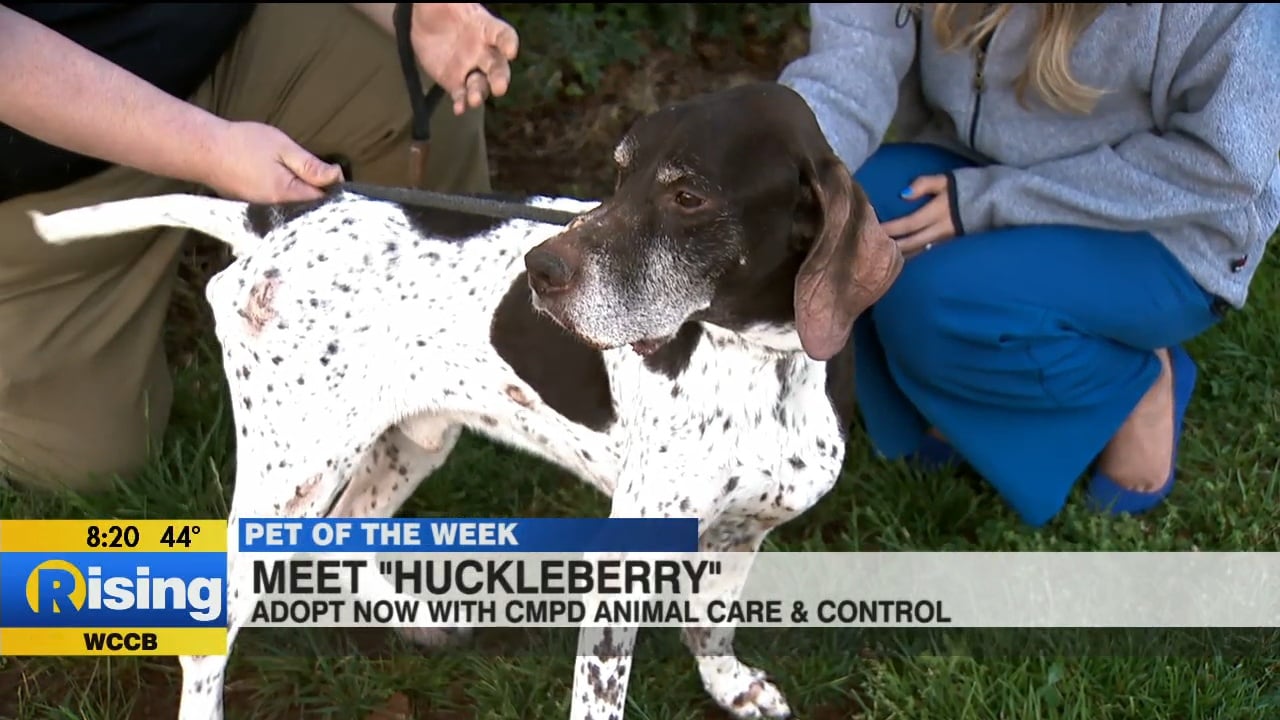 Pet Of The Week: Meet Huckleberry! - WCCB Charlotte