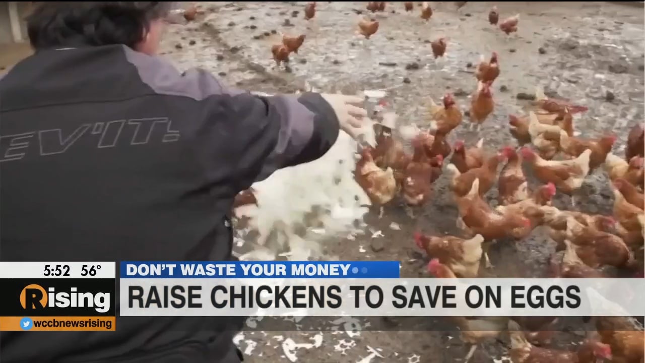 Don't Waste Your Money: Raising Chickens - WCCB Charlotte