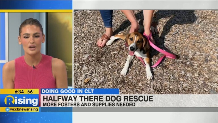 Rachael Maurer - WCCB Charlotte's CW