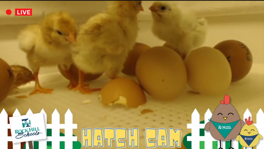Baby Chicks Hatch Live On Web Cam As Part Of Rock Hill Schools Class ...