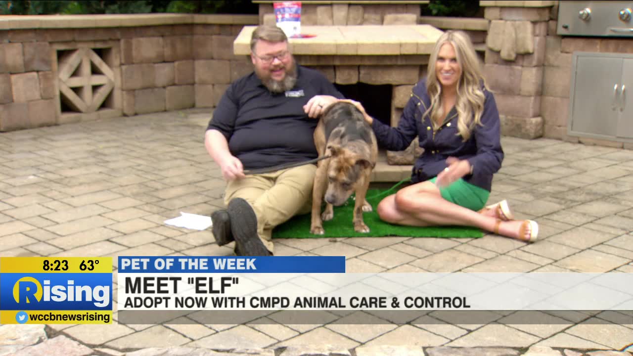 Pet Of The Week: Meet Elf! - WCCB Charlotte