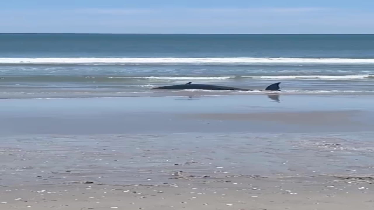 Baby Whale Beached Itself On Myrtle Beach - WCCB Charlotte