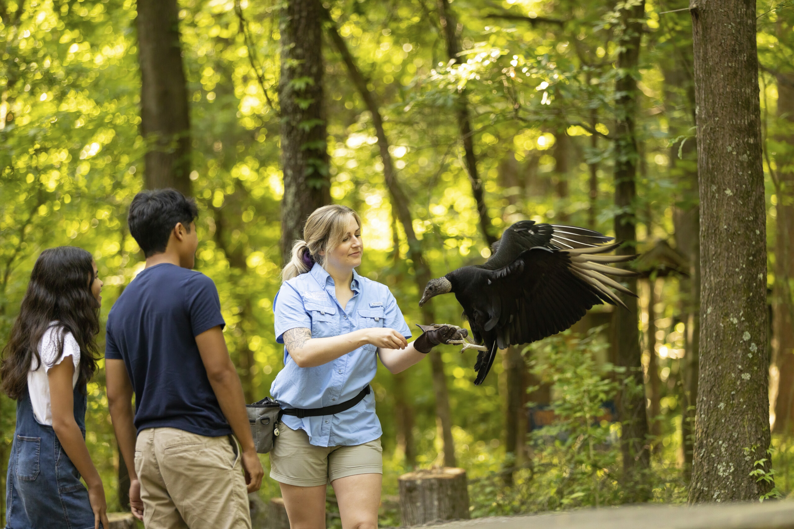 Carolina Raptor Centers Ambassador Black Vulture Nebari flies to a ...