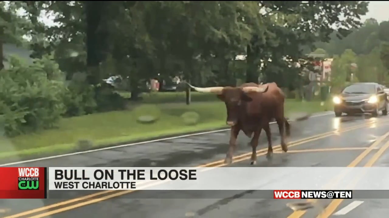 UPDATE: 900-Pound Bull In Charlotte Has Been Captured - WCCB Charlotte