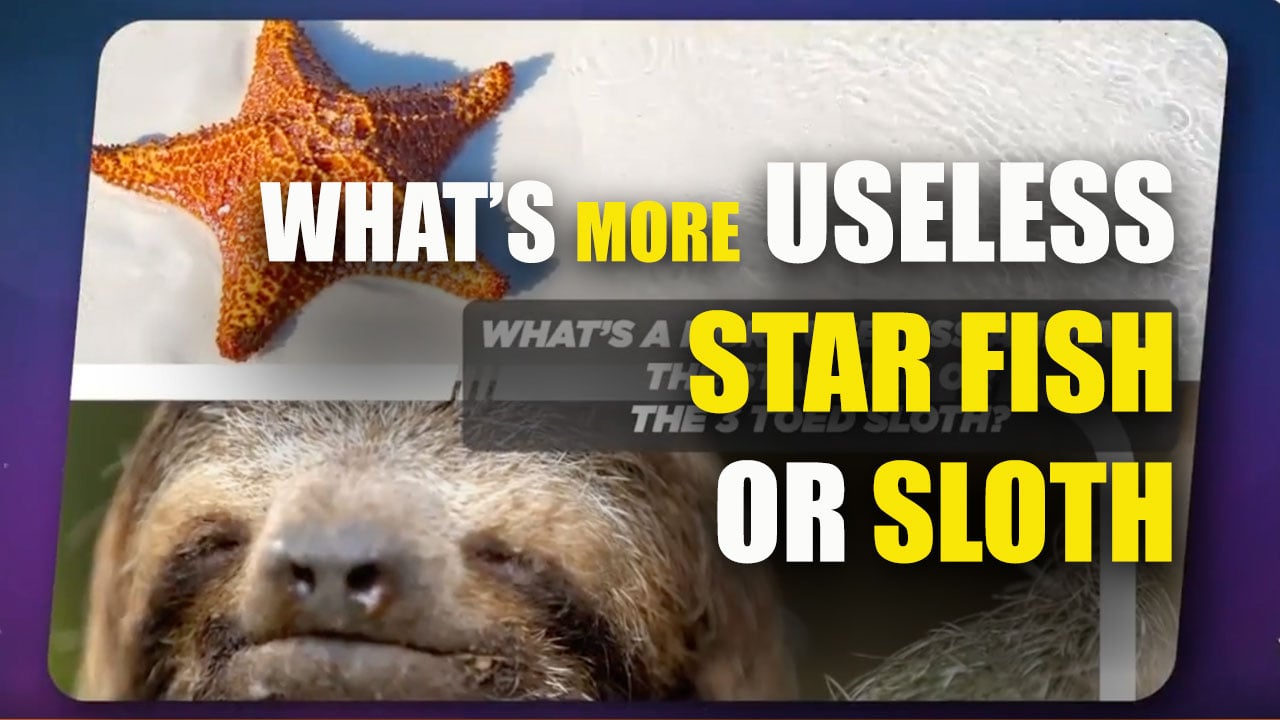 What's A More Useless Animal A Sloth Or A Starfish? - WCCB Charlotte's CW