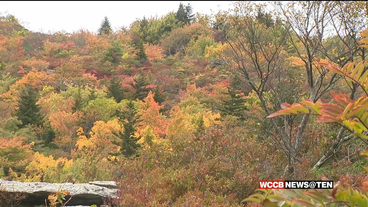 Forecasting Foliage With the Fall Color Guy - WCCB Charlotte