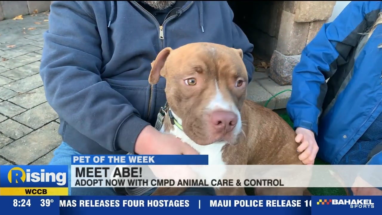 Pet Of The Week: Meet Abe! - WCCB Charlotte
