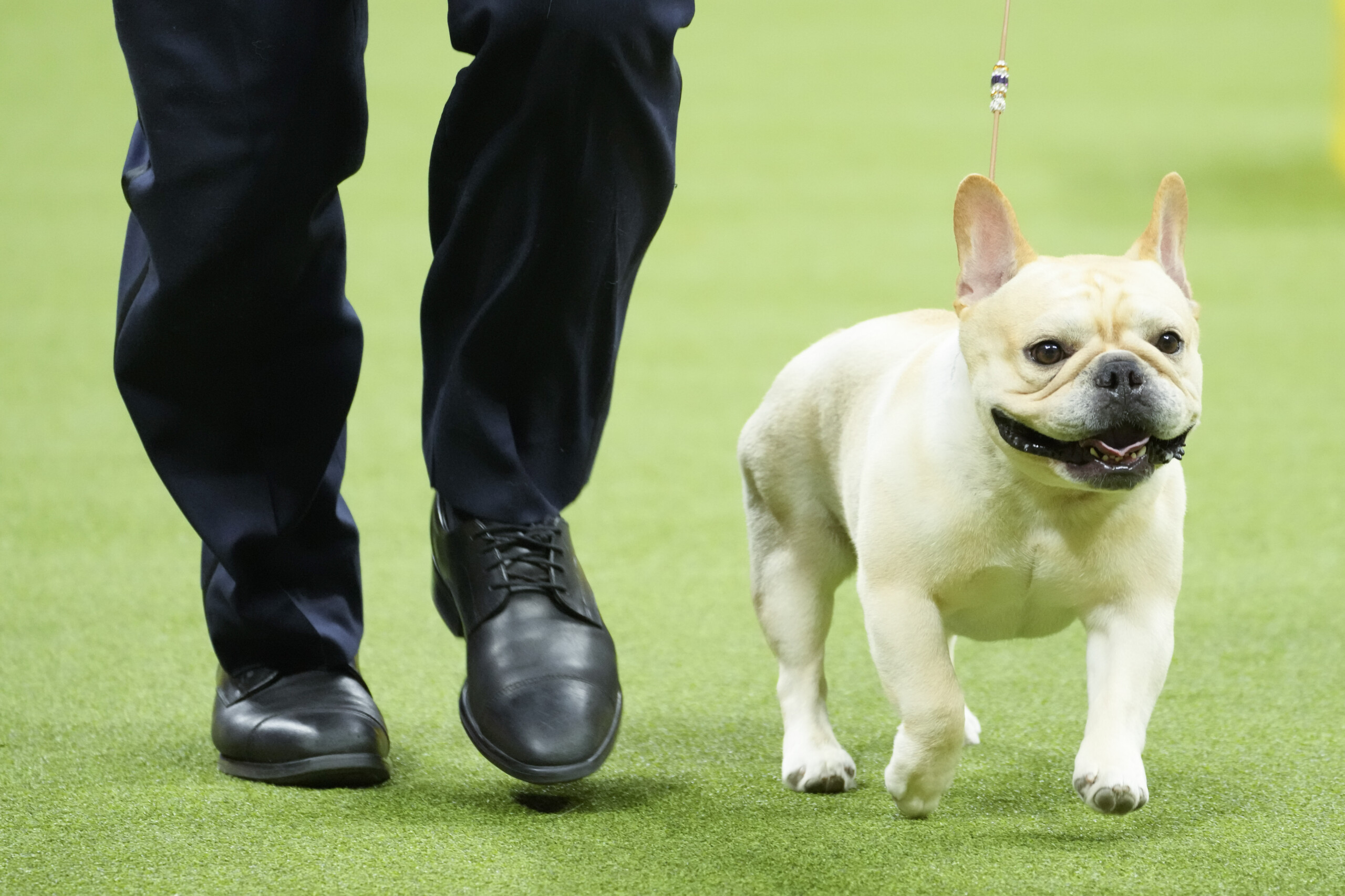 French Bulldogs Remain The Most Popular US Breed In New Rankings - WCCB ...