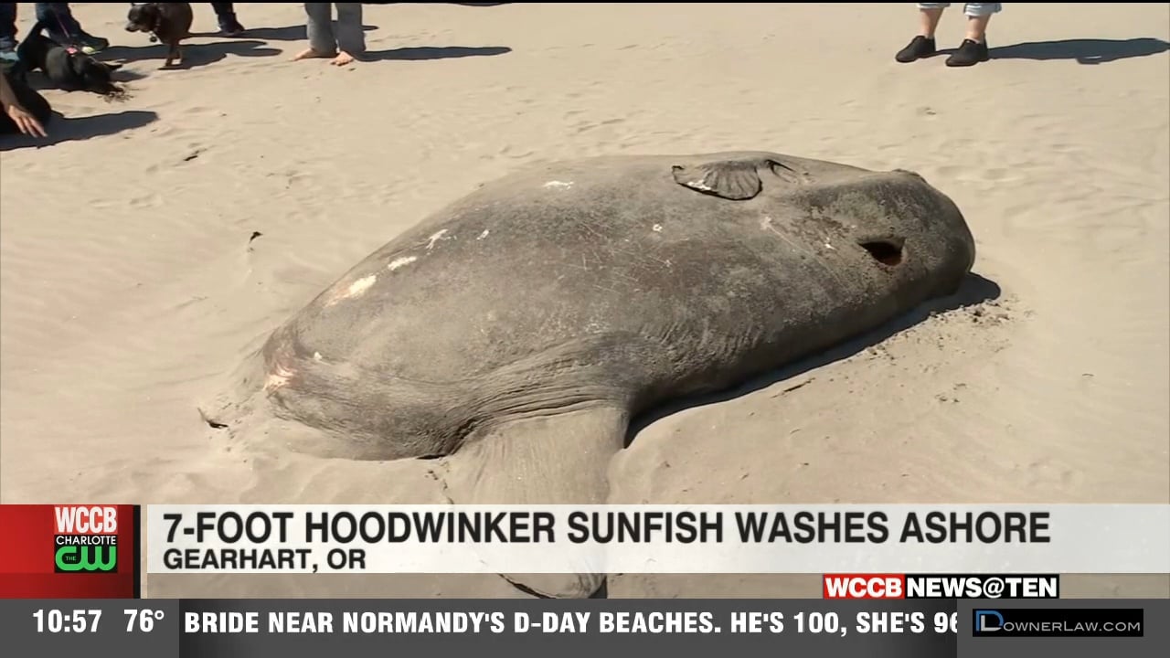 7-Foot Hoodwinker Sunfish Washes Ashore - WCCB Charlotte