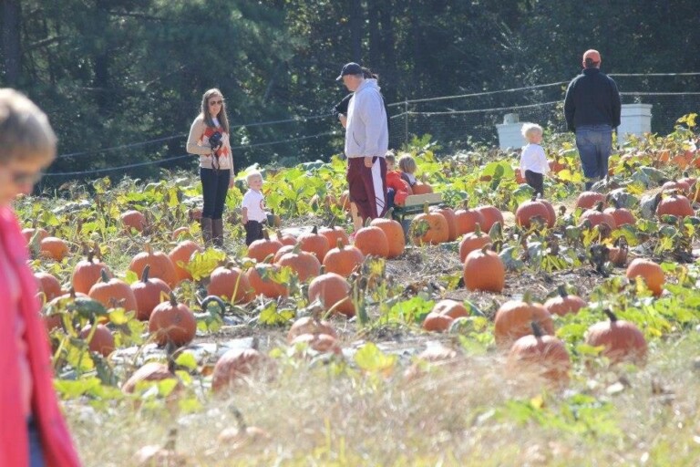 Best Pumpkin Patches And Farms To Visit In The Charlotte Area - WCCB ...