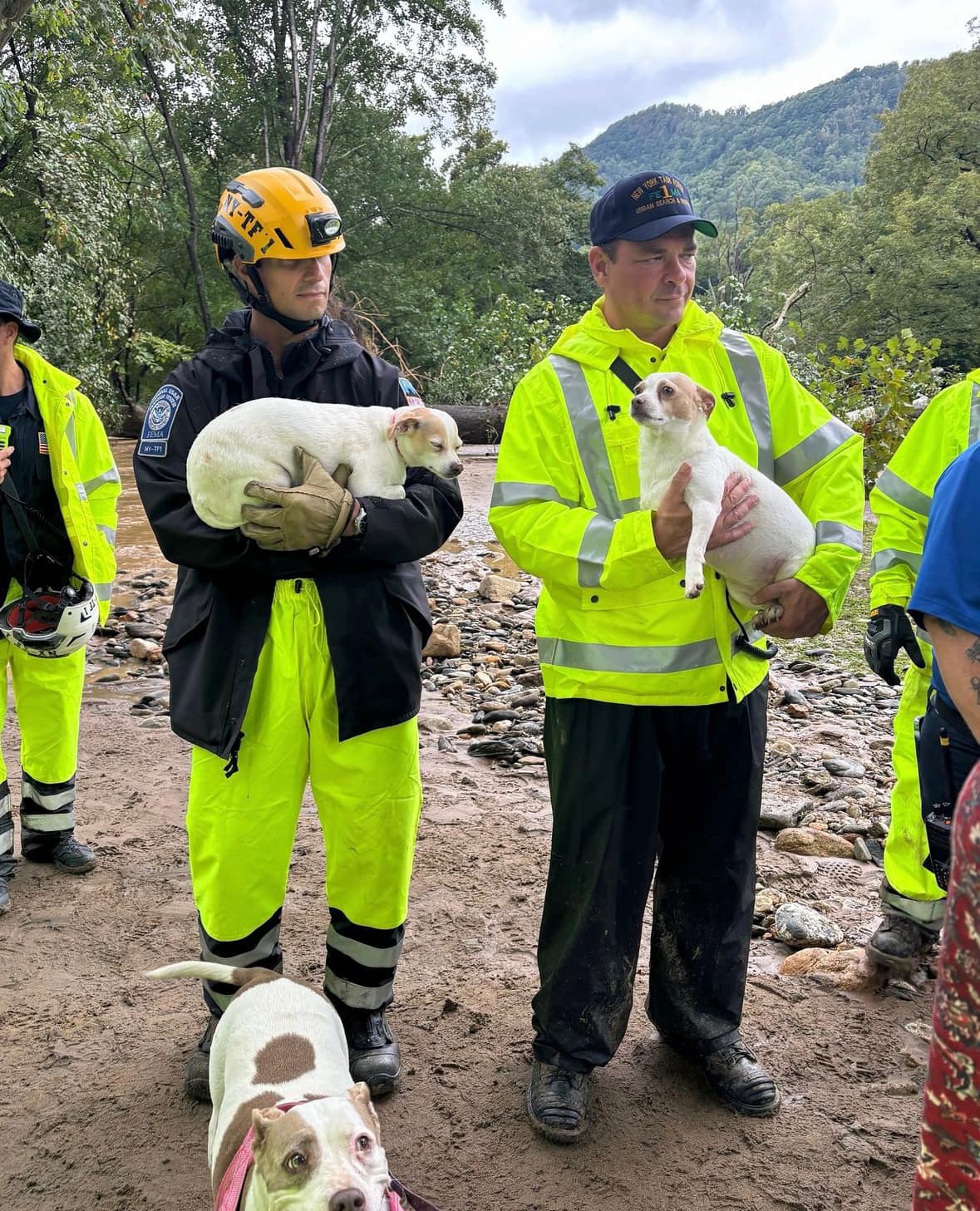 How To Help: Animal Rescues Accepting Donations For Helene Relief ...