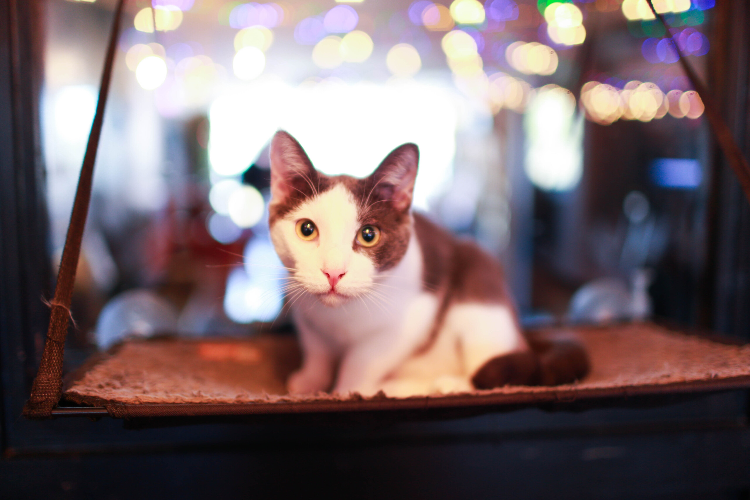 Mac Tabby Cat Cafe - WCCB Charlotte's CW