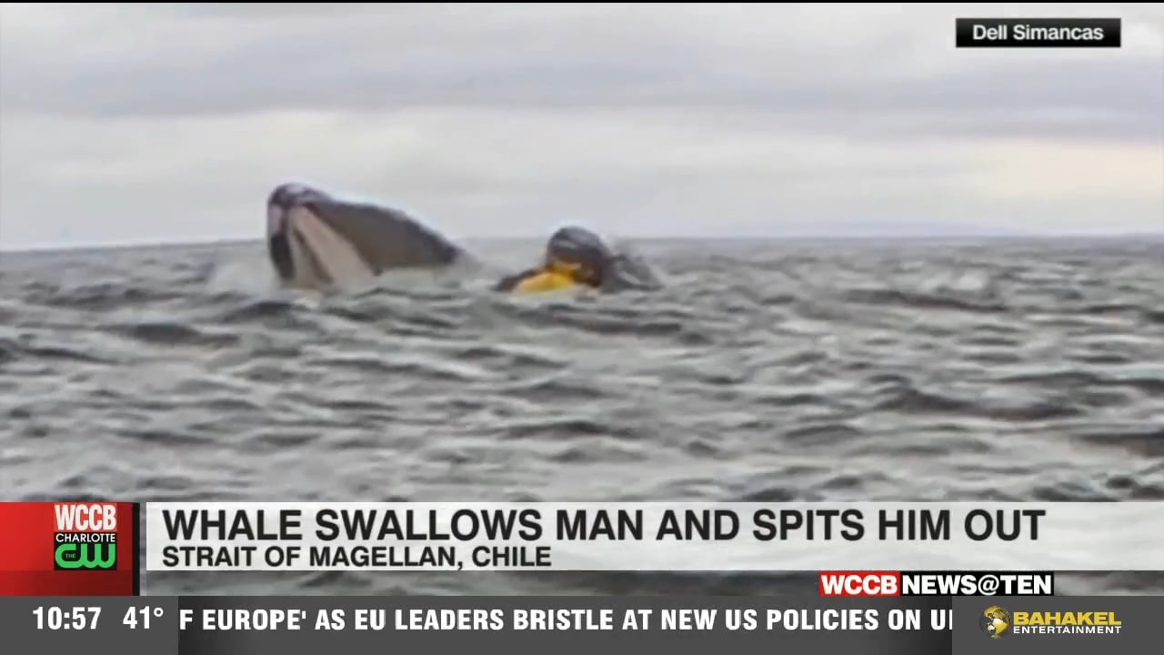 Whale swallows man and spits him out - WCCB Charlotte's CW