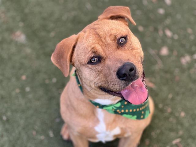 DYLAN (A1240699) - WCCB Charlotte's CW