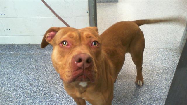 PENNY (A1231451) - WCCB Charlotte's CW