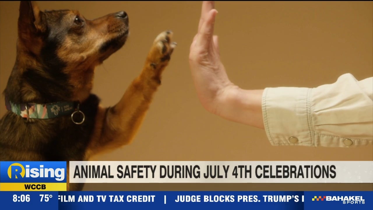Doctor Laura Dayton gives tips to keep your pets safe this 4th of July ...