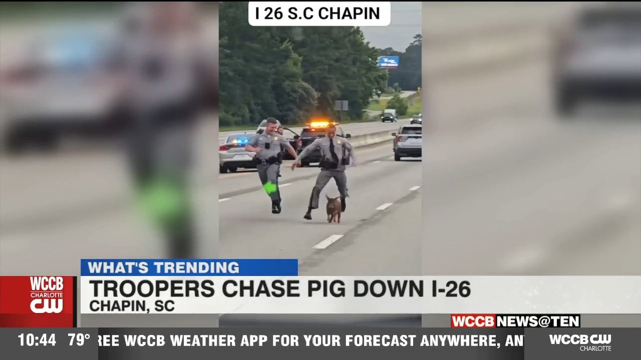 Troopers chase pig down I-26 - WCCB Charlotte
