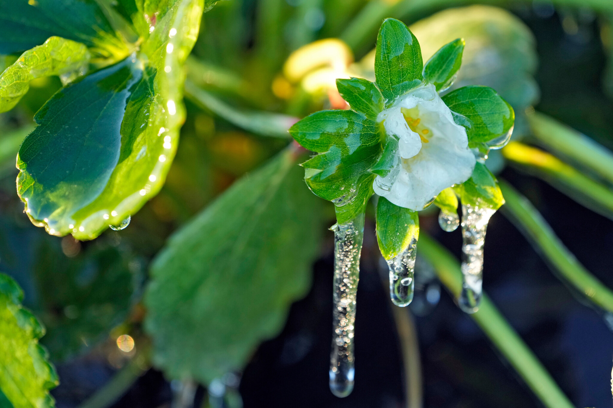 ice in florida - WCCB Charlotte
