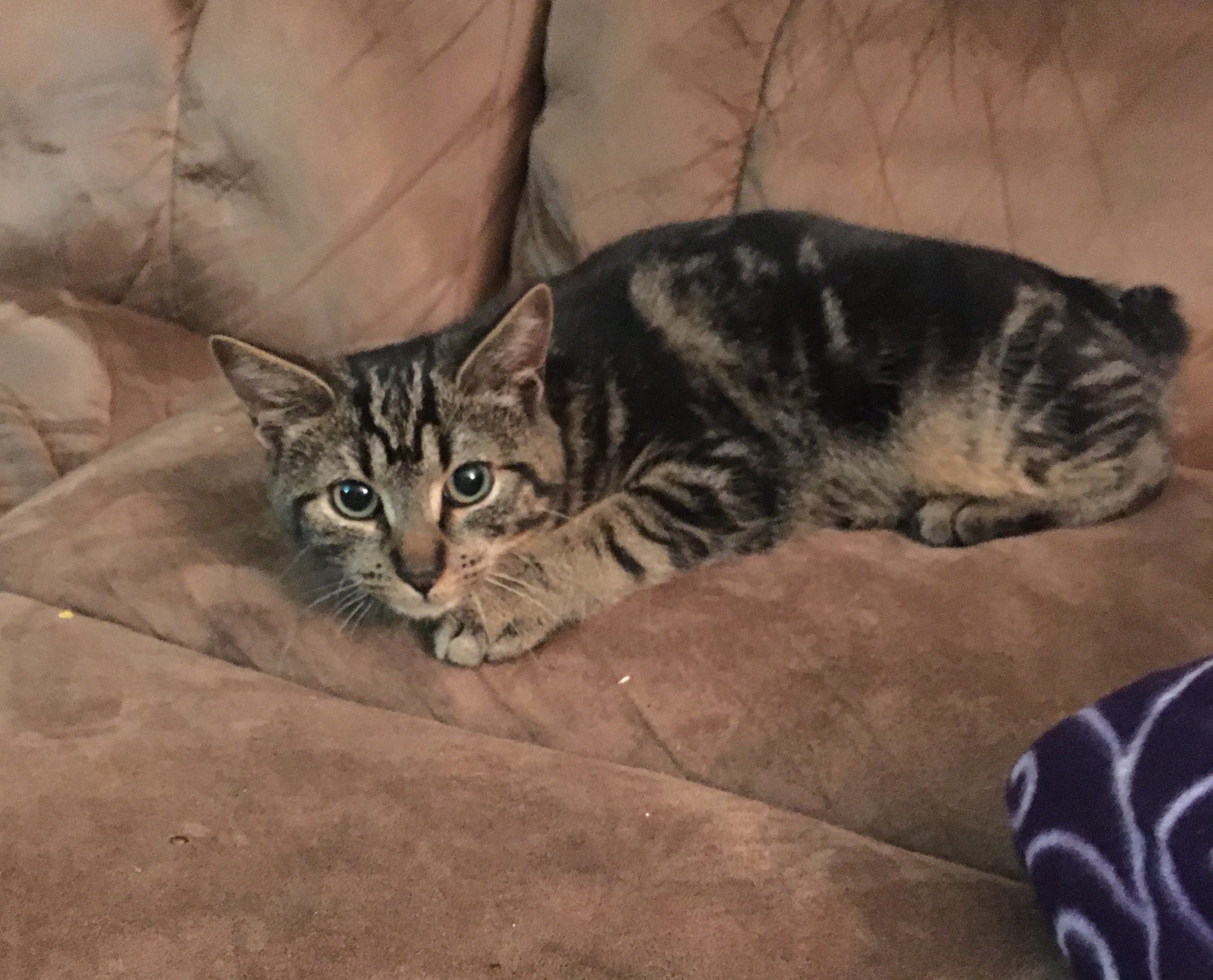 Found male gray striped minx cat in Middle Valley - WDEF