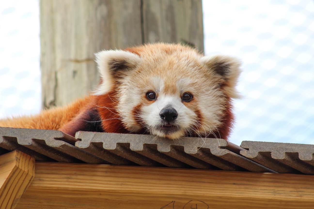 New outdoor Habitat for Red Pandas at the Chattanooga Zoo - WDEF